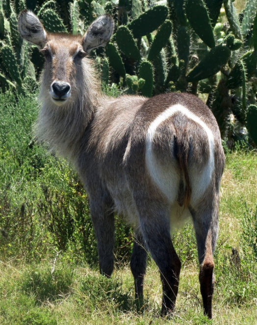 Meet the Waterbuck: Africa’s Shaggy Antelope with a Love for Water ...